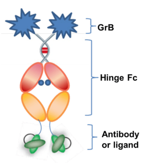 AbBC Therapies